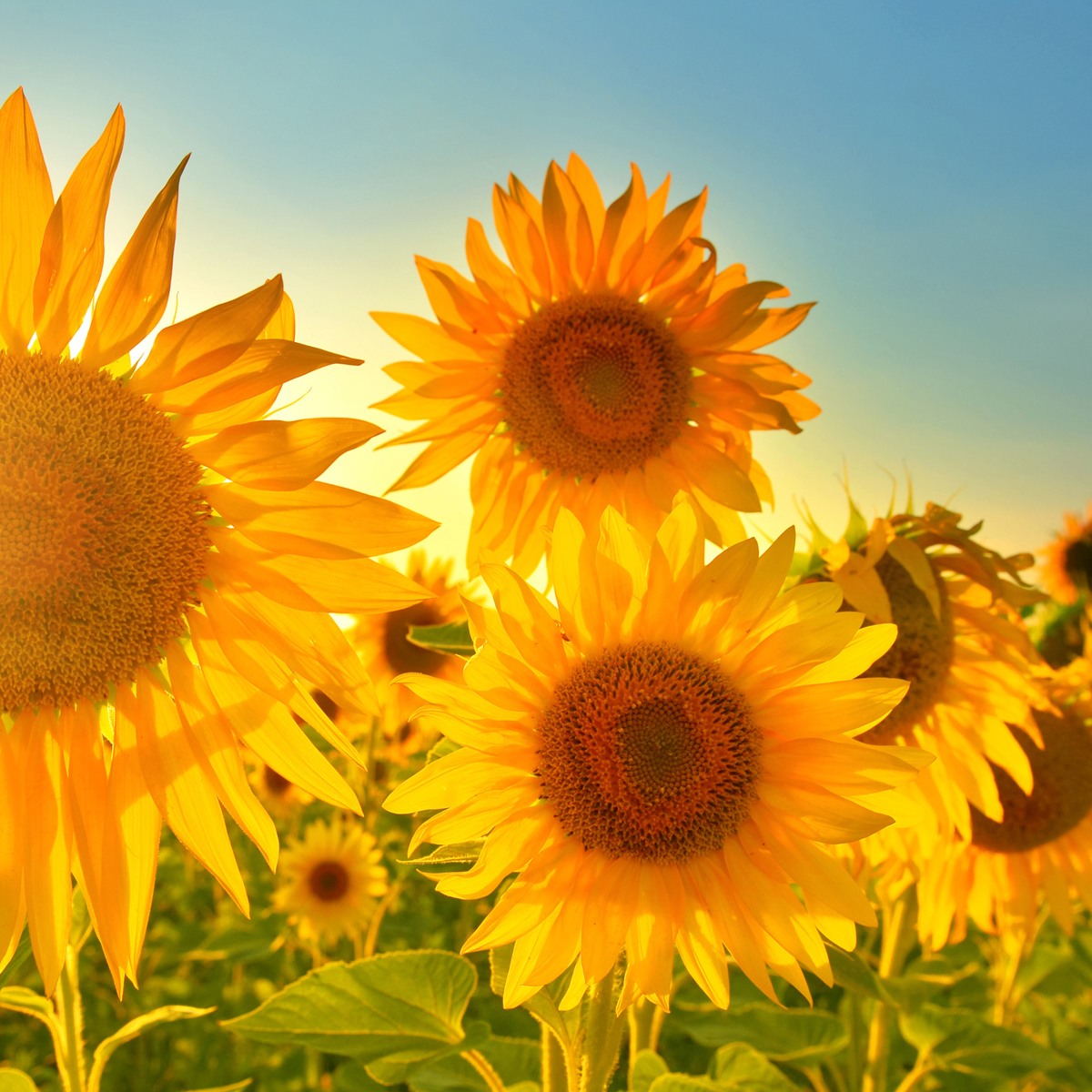 Des experts pour comprendre, des outils pour guérir - Bien-être psychologique | Le Barreau du Québec